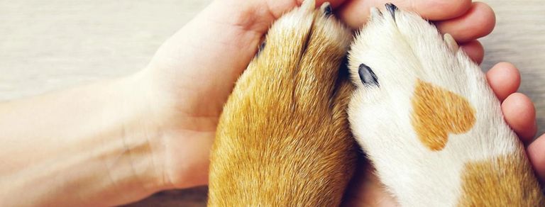 Texas Emotional Support Animal texas-emotional-support-animal